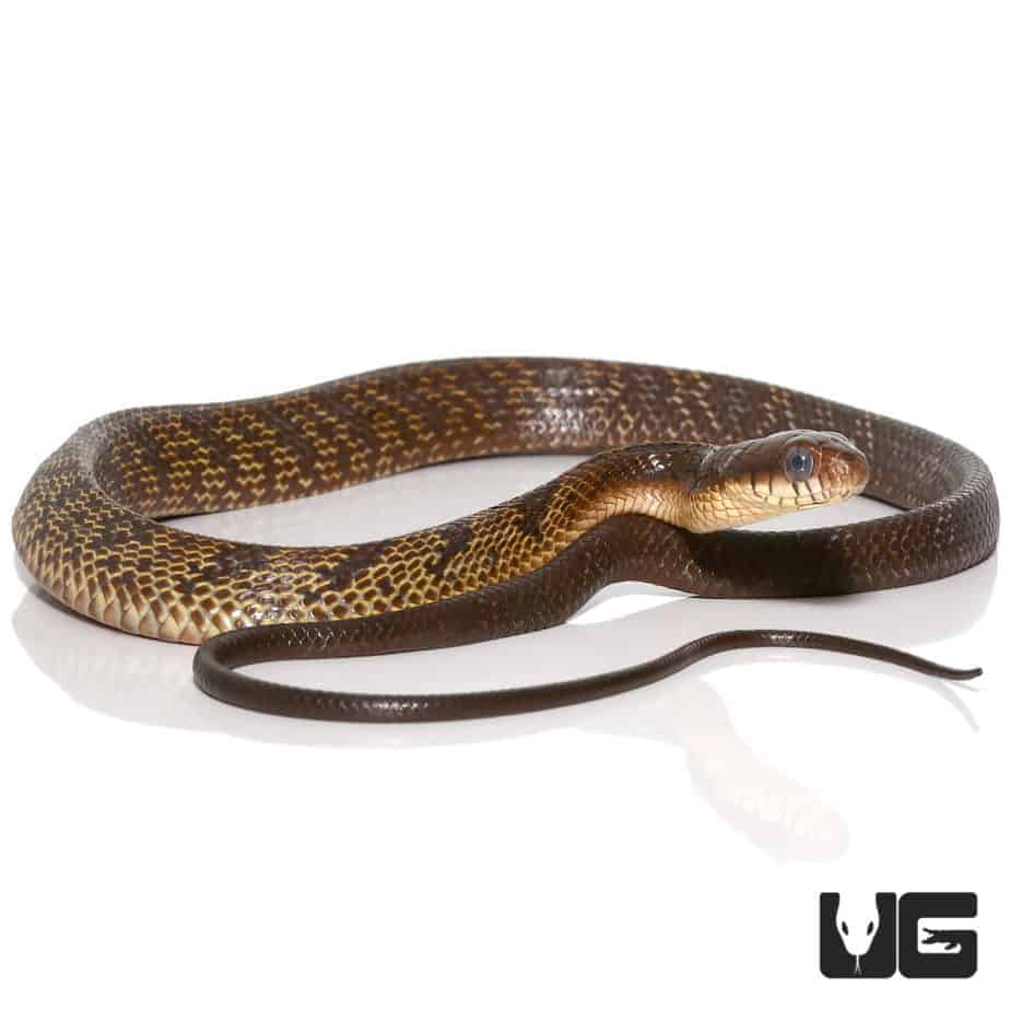 Yearling Yellow Bellied Puffing Snake (Pseustes sulphureus) For Sale ...