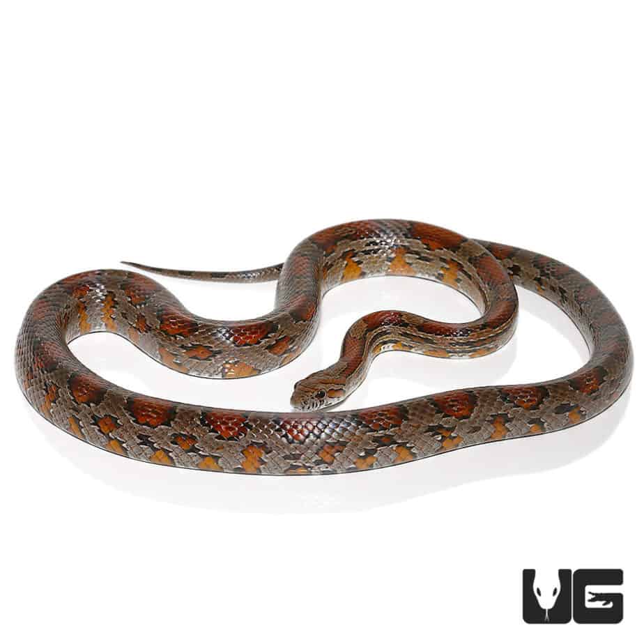 South Florida Cornsnakes For Sale - Underground Reptiles