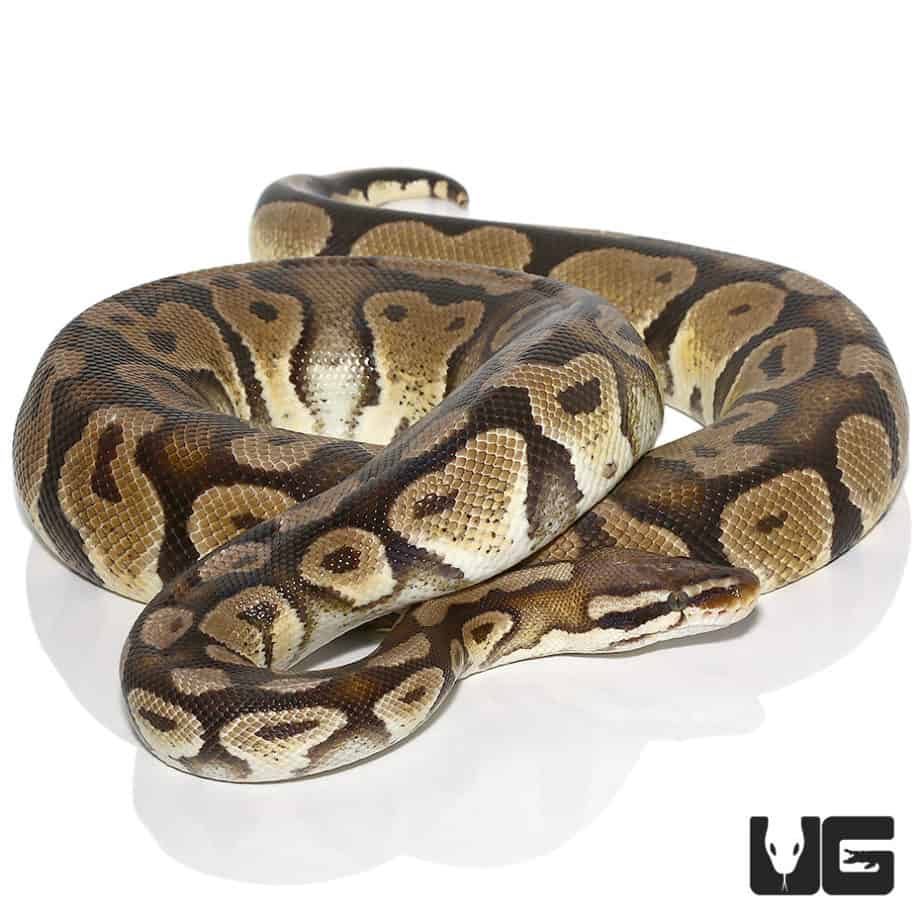 Ball Pythons For Sale - Underground Reptiles