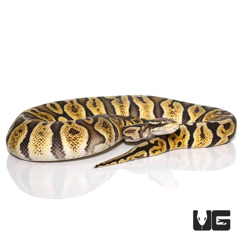 Baby Pastel GHI Ball Python For Sale - Underground Reptiles