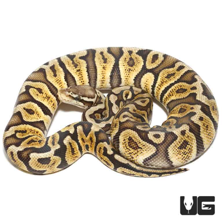 Baby Pastel GHI Ball Python For Sale - Underground Reptiles