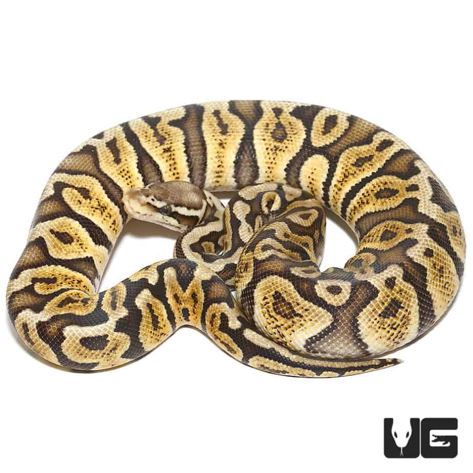Baby Pastel GHI Ball Python For Sale - Underground Reptiles