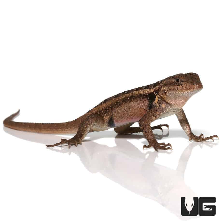 Other Lizards For Sale - Underground Reptiles
