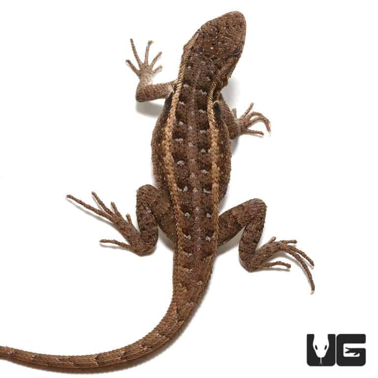 Other Lizards For Sale - Underground Reptiles