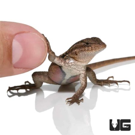 Pink Belly Swifts (Sceloporus variabilis) For Sale - Underground Reptiles