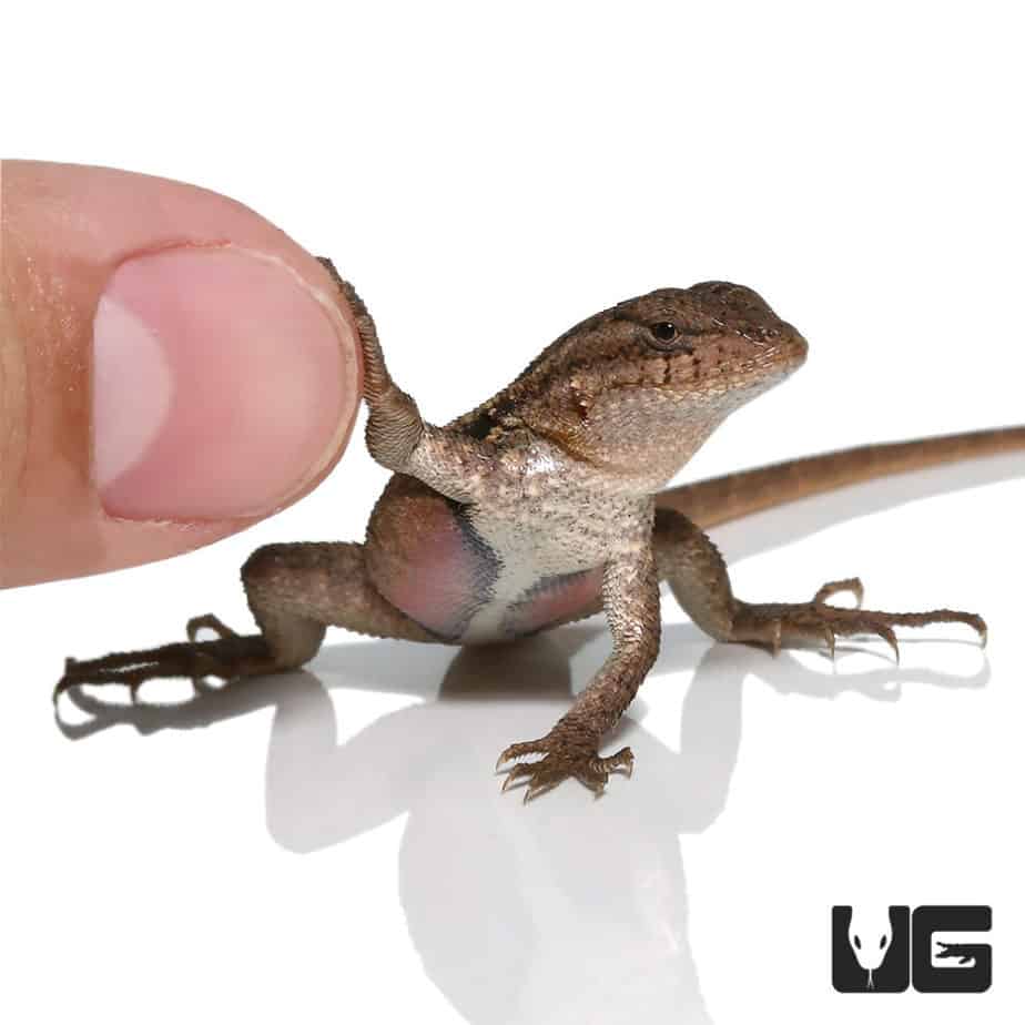 Pink Belly Swifts (Sceloporus variabilis) For Sale - Underground Reptiles