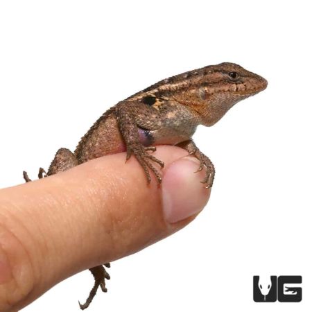 Pink Belly Swifts (Sceloporus variabilis) For Sale - Underground Reptiles