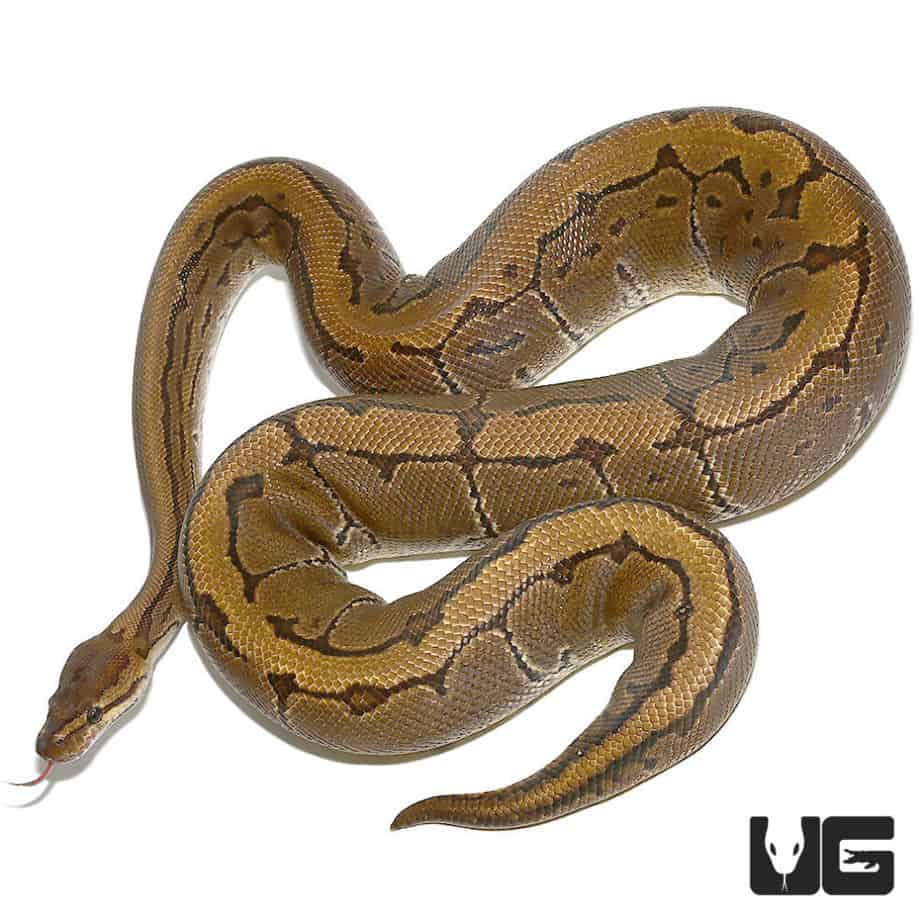 Baby Albino Pinstripe Ball Python Het Pied For Sale - Underground Reptiles