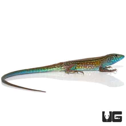 Rainbow Whiptail Lizards (Cnemidophorus lemniscatus) For Sale ...
