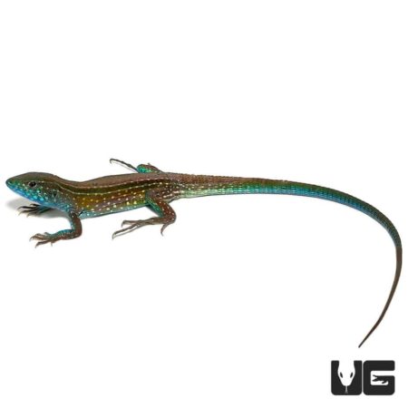 Rainbow Whiptail Lizards (Cnemidophorus lemniscatus) For Sale ...