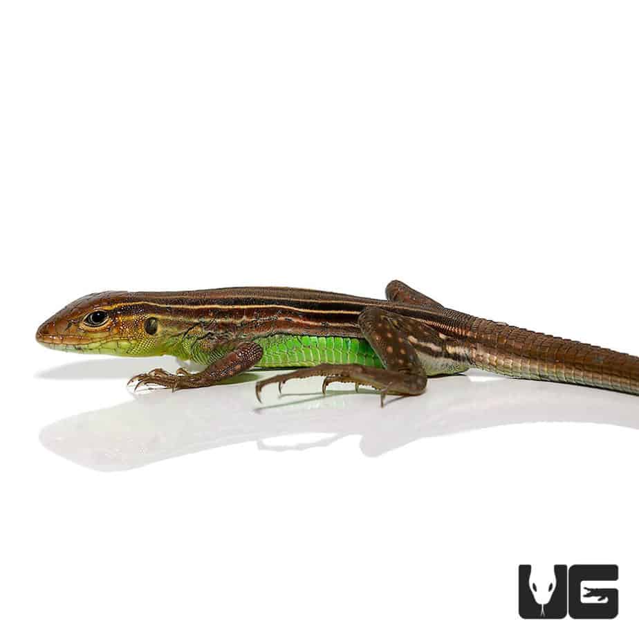 Rainbow Whiptail Lizards (Cnemidophorus lemniscatus) For Sale ...