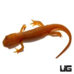 Red Eft (Notophthalmus viridescens) For Sale - Underground Reptiles