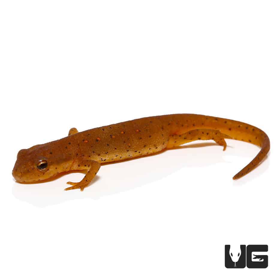 Red Eft (Notophthalmus viridescens) For Sale - Underground Reptiles