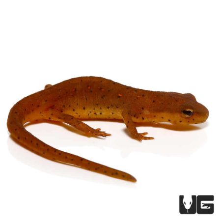 Red Eft (Notophthalmus viridescens) For Sale - Underground Reptiles