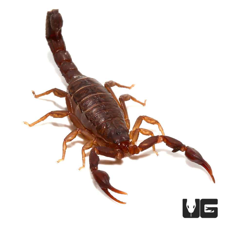 Southern Devil Scorpion - Underground Reptiles