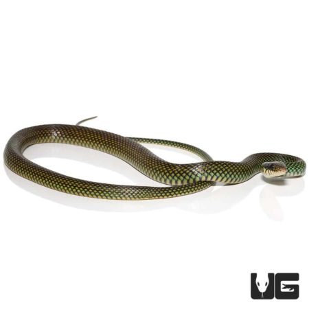 Speckled Racer (Drymobius margaritiferus) For Sale - Underground Reptiles