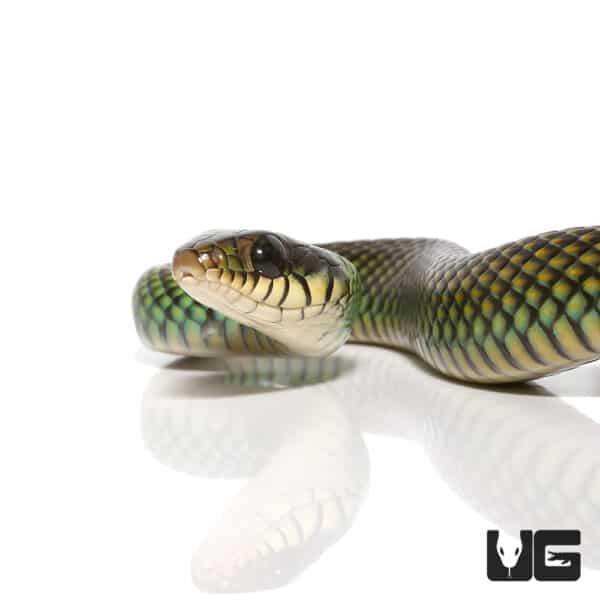 Speckled Racer (Drymobius margaritiferus) For Sale - Underground Reptiles