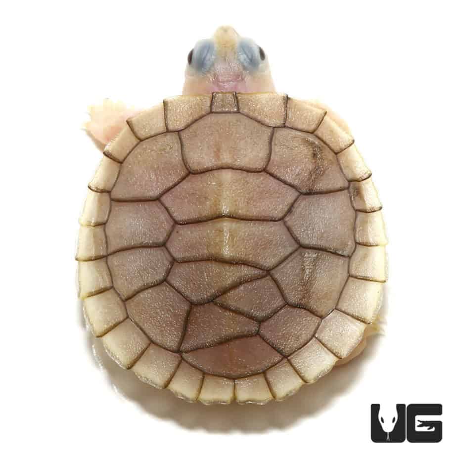 Turtles For Sale - Underground Reptiles