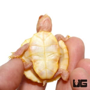 Split Scute Baby Snow Red Ear Slider Turtles (Trachemys scripta elegans ...