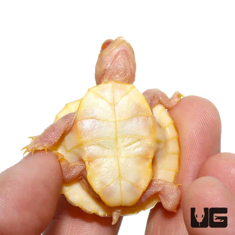 Split Scute Baby Snow Red Ear Slider Turtles (Trachemys scripta elegans ...