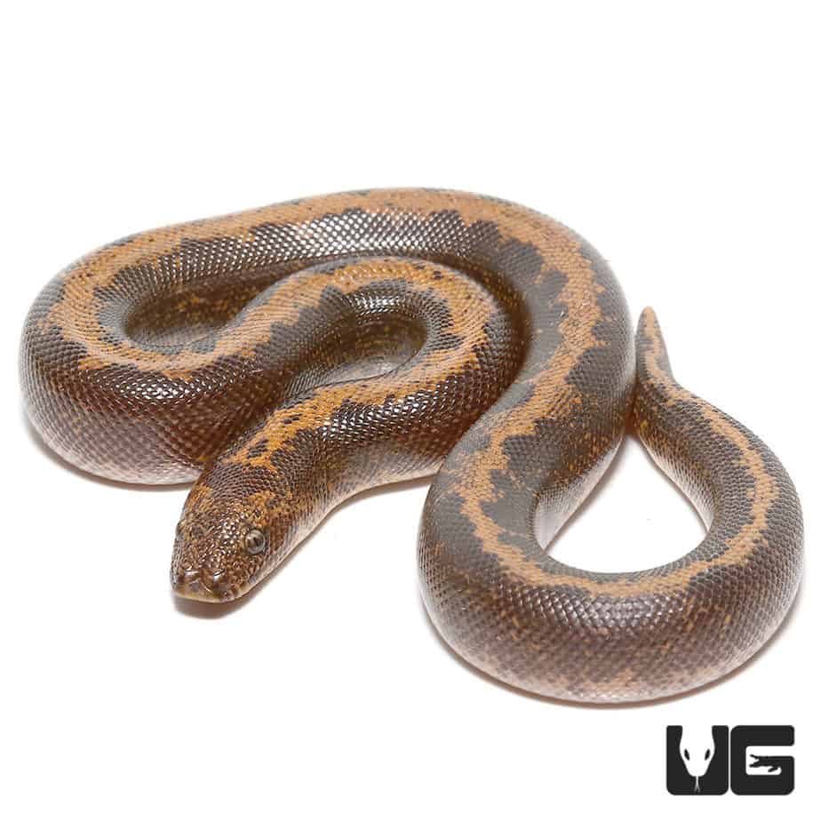 Striped Kenyan Sand Boas For Sale - Underground Reptiles