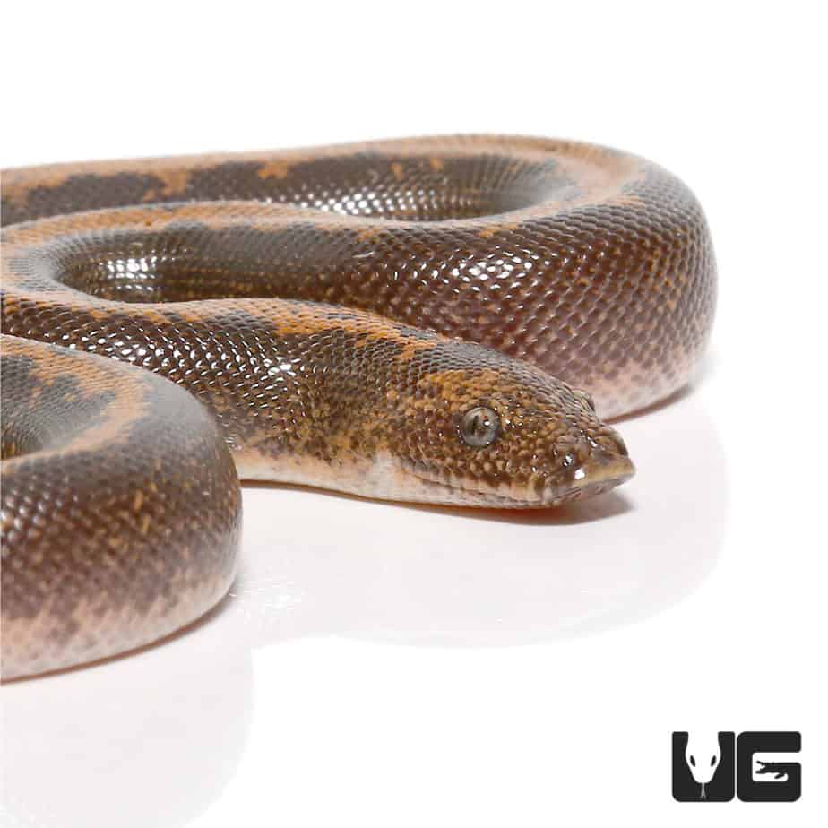 Striped Kenyan Sand Boas For Sale - Underground Reptiles