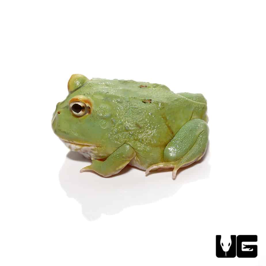 Matcha Pacman Frogs for sale - Underground Reptiles