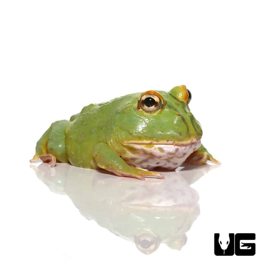 Matcha Pacman Frogs for sale - Underground Reptiles