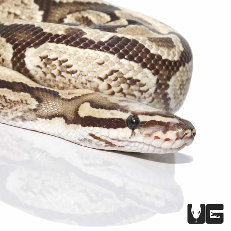 2018 Super Vanilla Ball Pythons For Sale - Underground Reptiles