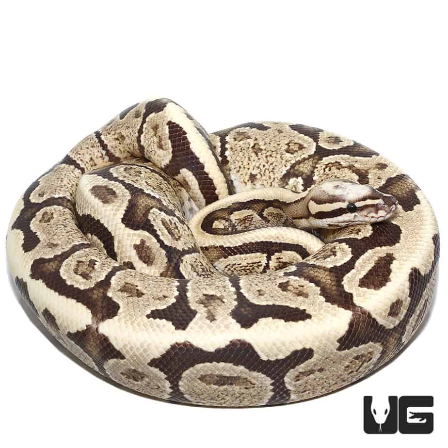 Ball Pythons For Sale - Underground Reptiles