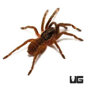 Trinidad Olive Tarantula For Sale - Underground Reptiles