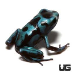Turquoise And Black Dart Frogs (Dendrobates auratus) For Sale ...