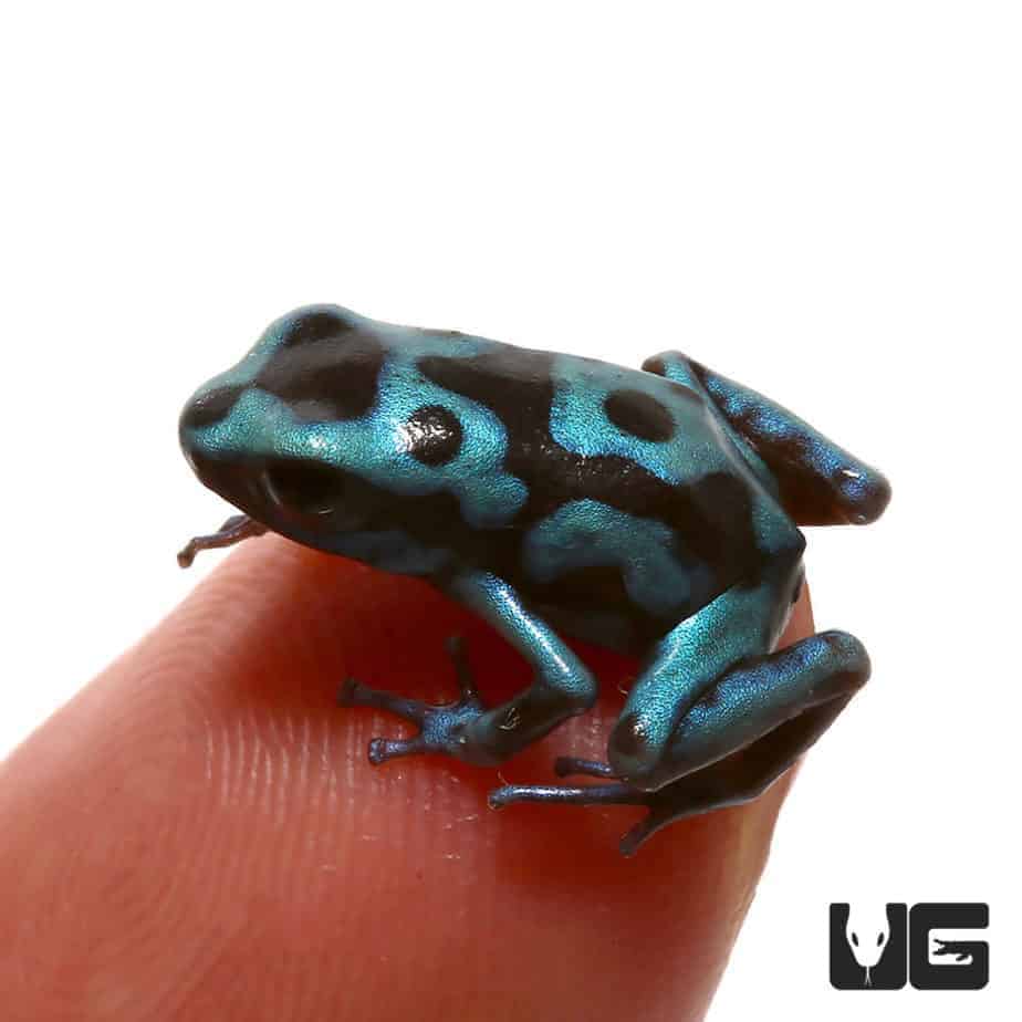 Turquoise And Black Dart Frogs (Dendrobates auratus) For Sale ...