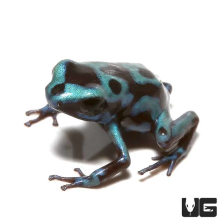 Turquoise And Black Dart Frogs (Dendrobates auratus) For Sale ...