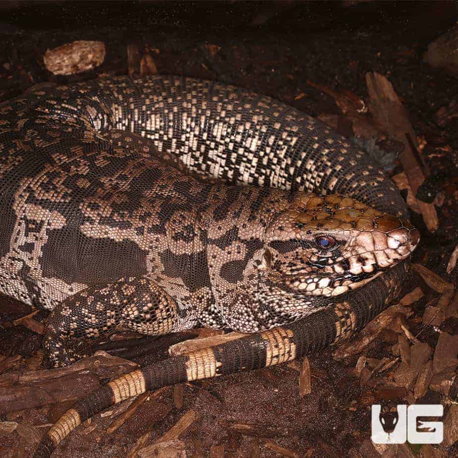 Adult Male Argentine Black and White Tegu For Sale - Underground Reptiles