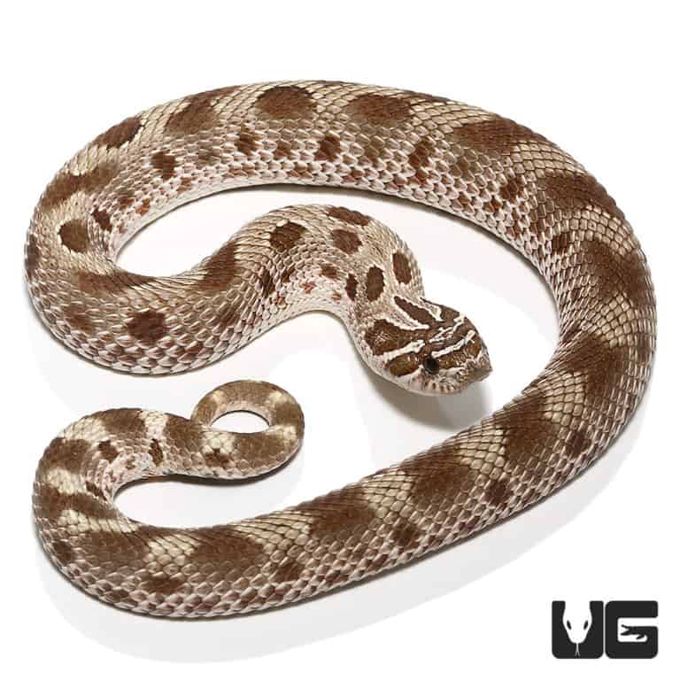 2019 Toffee Anaconda Western Hognose Snakes (Heterodon nasicus) For ...