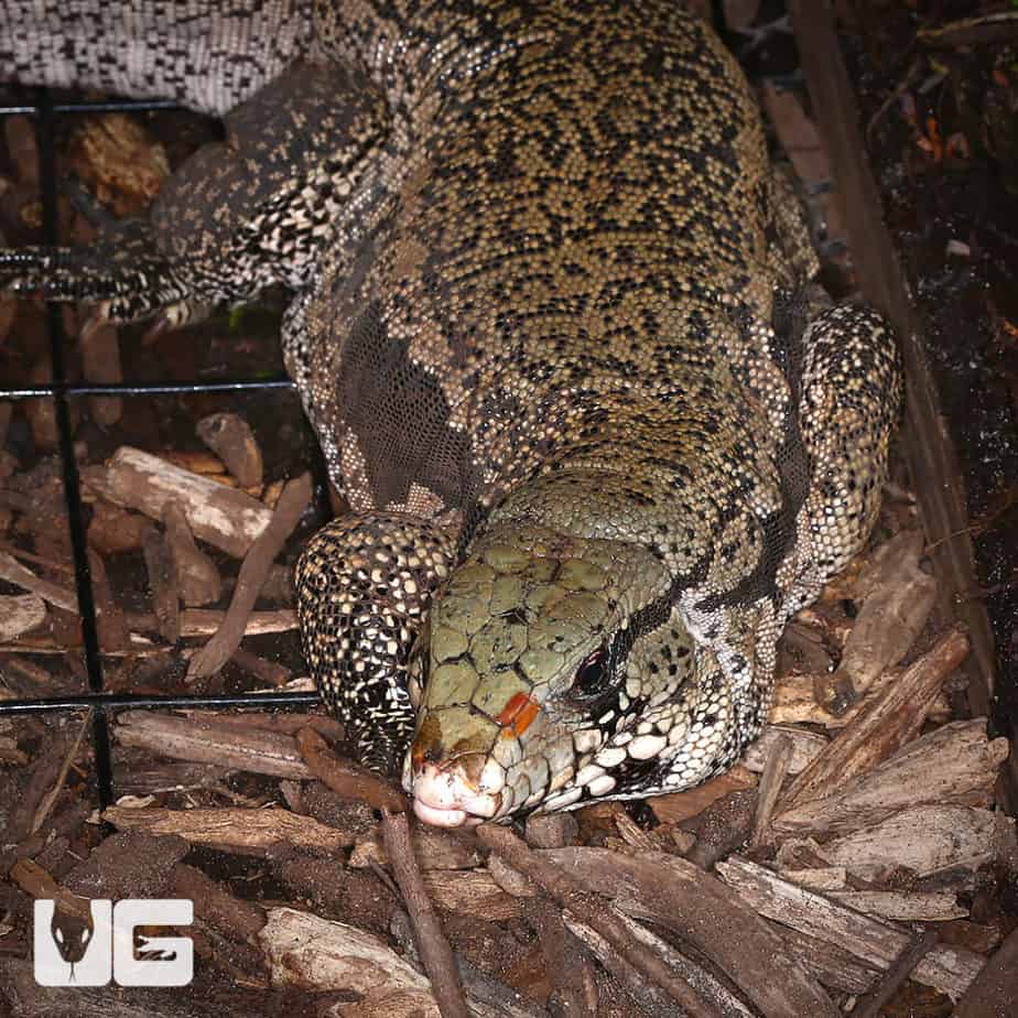 Adult Male Argentine Black and White Tegu For Sale - Underground Reptiles
