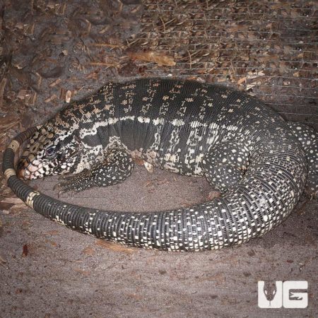 Adult Male Argentine Black and White Tegu For Sale - Underground Reptiles