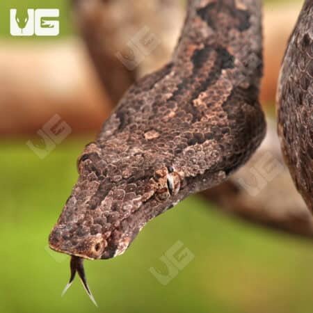 Boas For Sale - Underground Reptiles