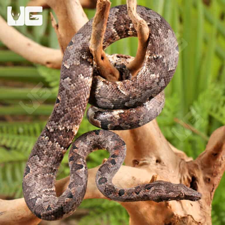 Solomon Island Tree Boa for sale - Underground Reptiles