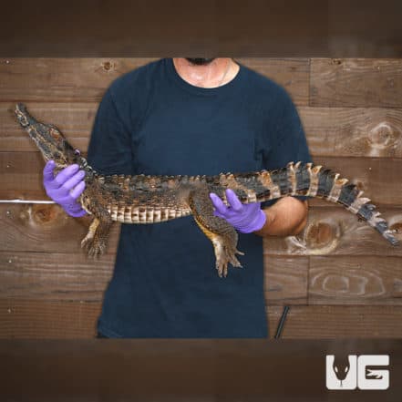Crocodilians For Sale - Underground Reptiles