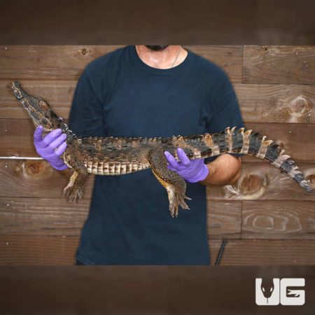 Crocodilians For Sale - Underground Reptiles