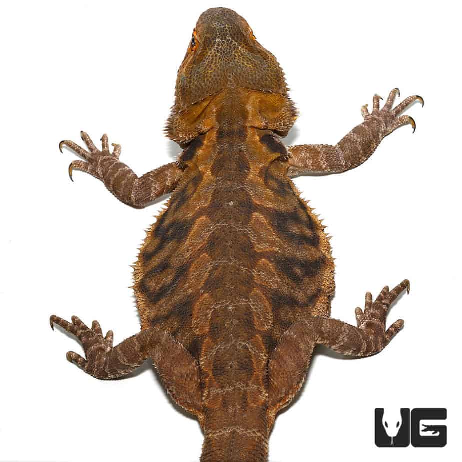 Adult Bearded Dragon (Pogona vitticeps) For Sale - Underground Reptiles