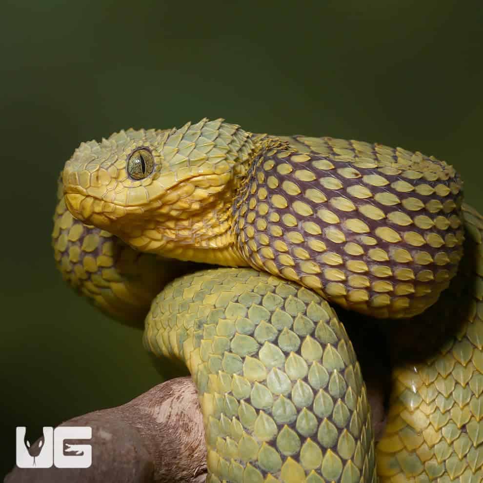 Adult Green Squamigera Bush Viper (Atheris squamigera) For Sale ...