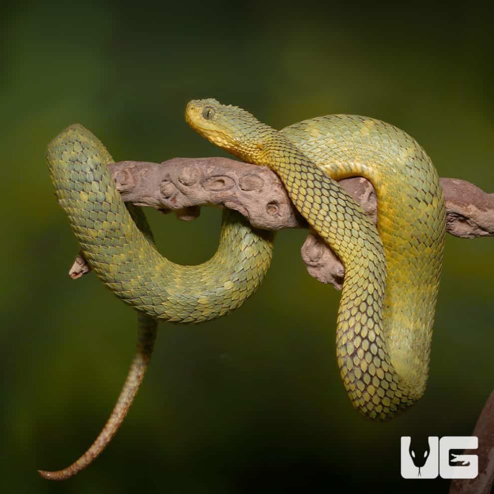 Adult Green Squamigera Bush Viper (Atheris squamigera) For Sale ...