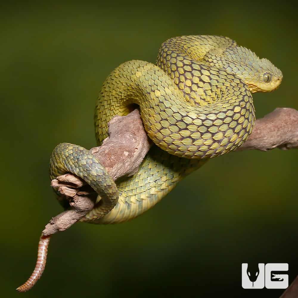 Adult Green Squamigera Bush Viper (Atheris squamigera) For Sale ...