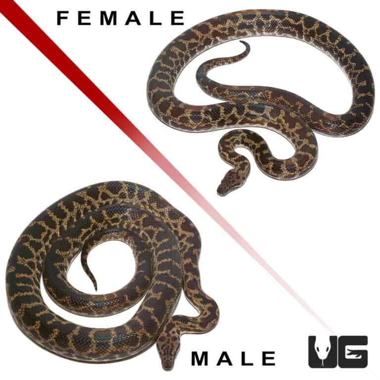 Baby Spotted Pythons For Sale - Underground Reptiles