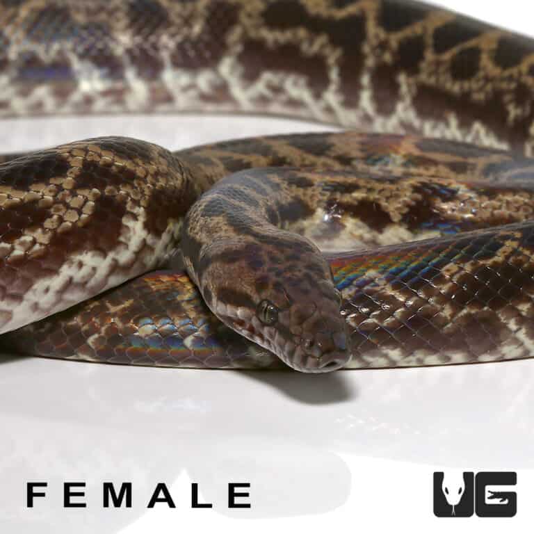 Baby Spotted Pythons For Sale - Underground Reptiles