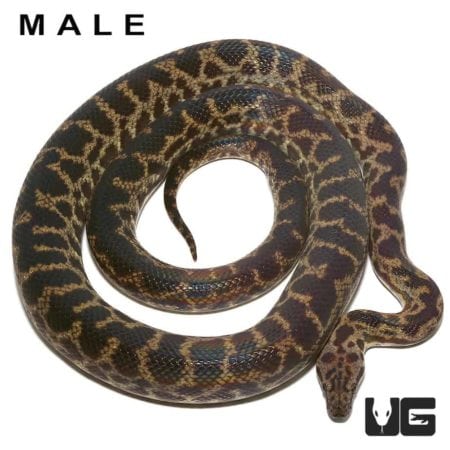 Baby Spotted Pythons For Sale - Underground Reptiles