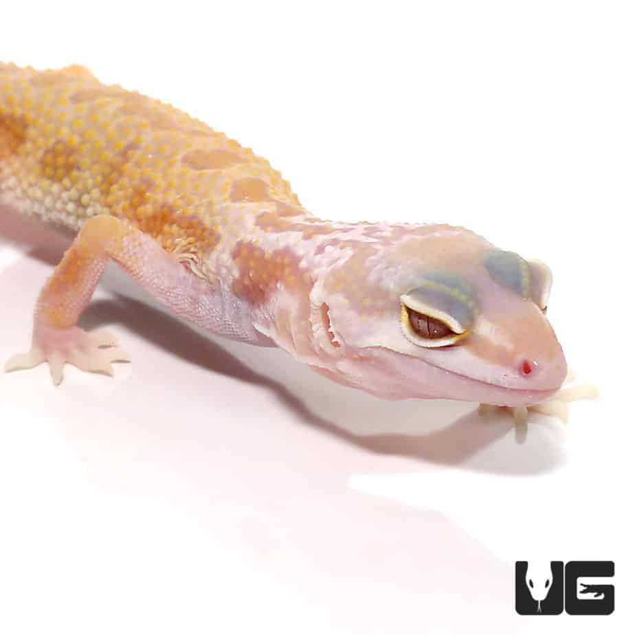 Albino Leucistic Leopard Geckos (Eublepharis macularius) For Sale ...